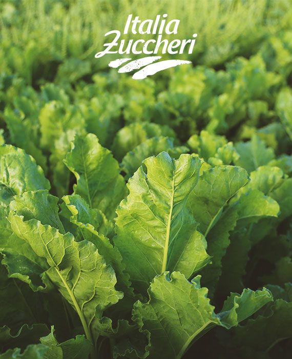 Italia Zuccheri | Zucchero 100% italiano